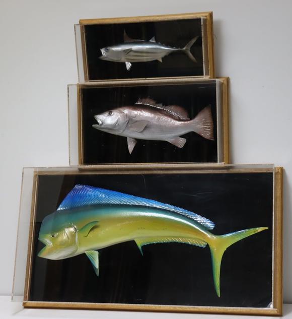 3 Faux Fish Mounts In Shadow Boxes ._3 Faux Fish Mounts In Shadow Boxes ...
